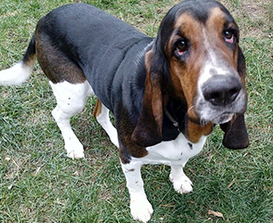 Basset Hound Rescue of Ontario, Canada - Bassets Available for Adoption